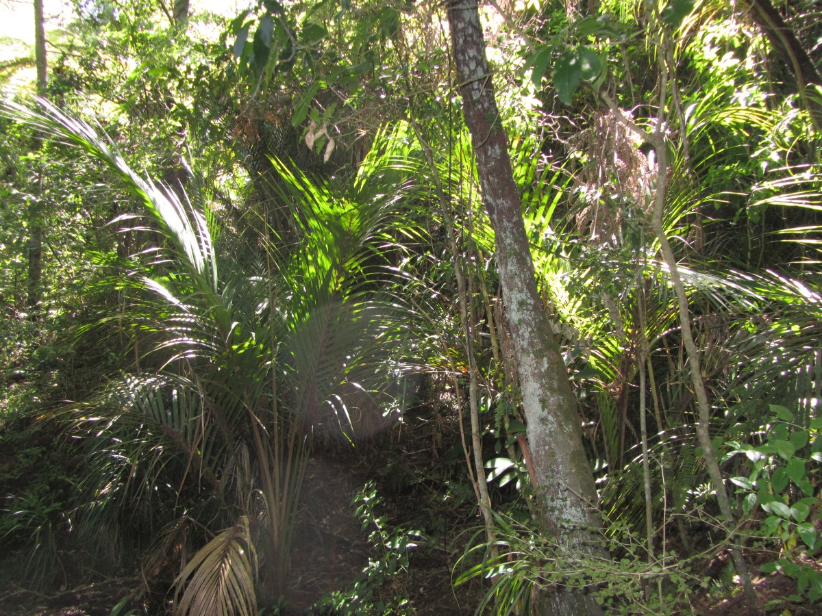 Patupaiarehe – The Fairy Folk of New Zealand | T M Rowe – Writer